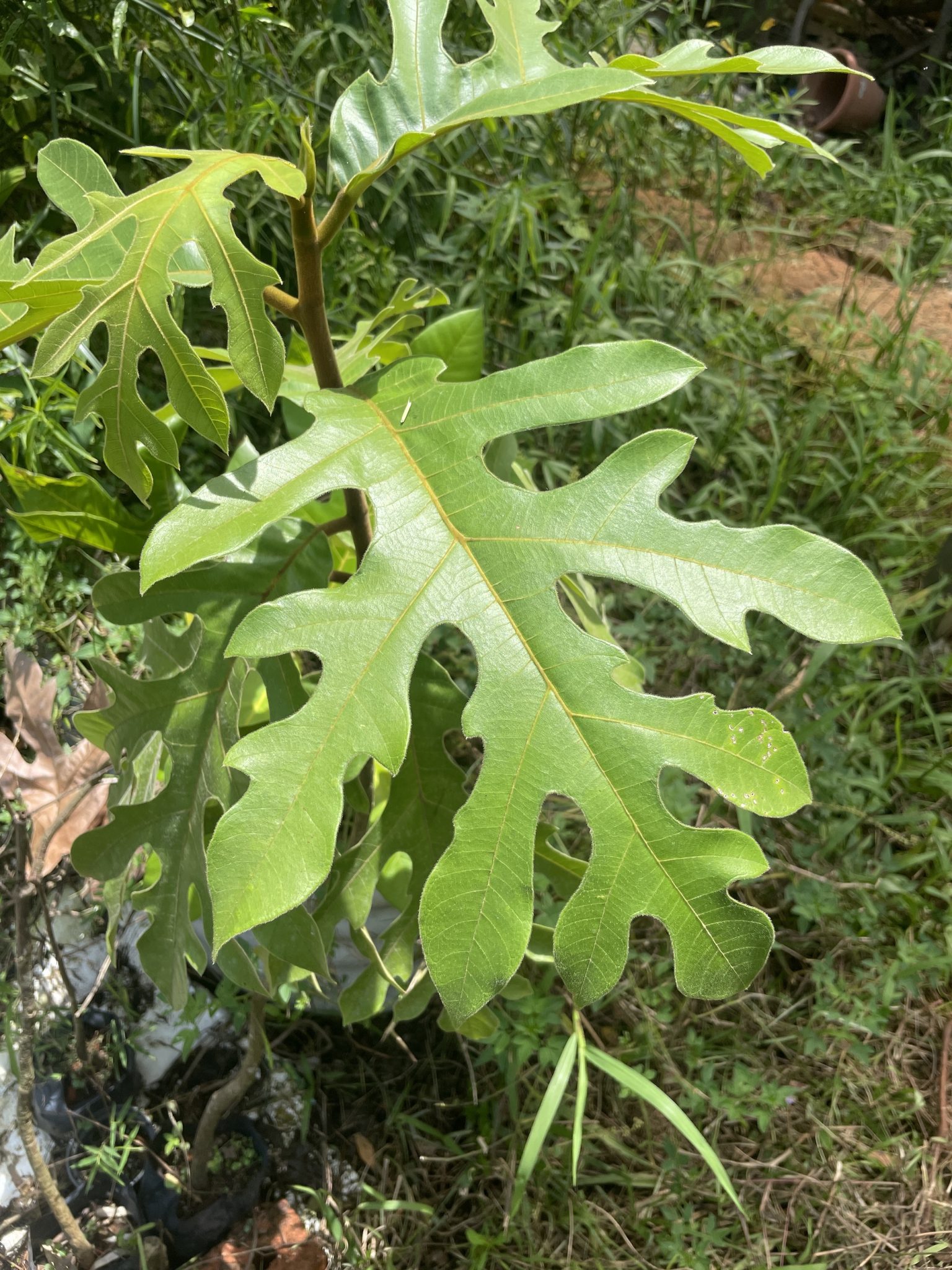 Tarap (Artocarpus odoratissimus) – Project M.A.R.S.