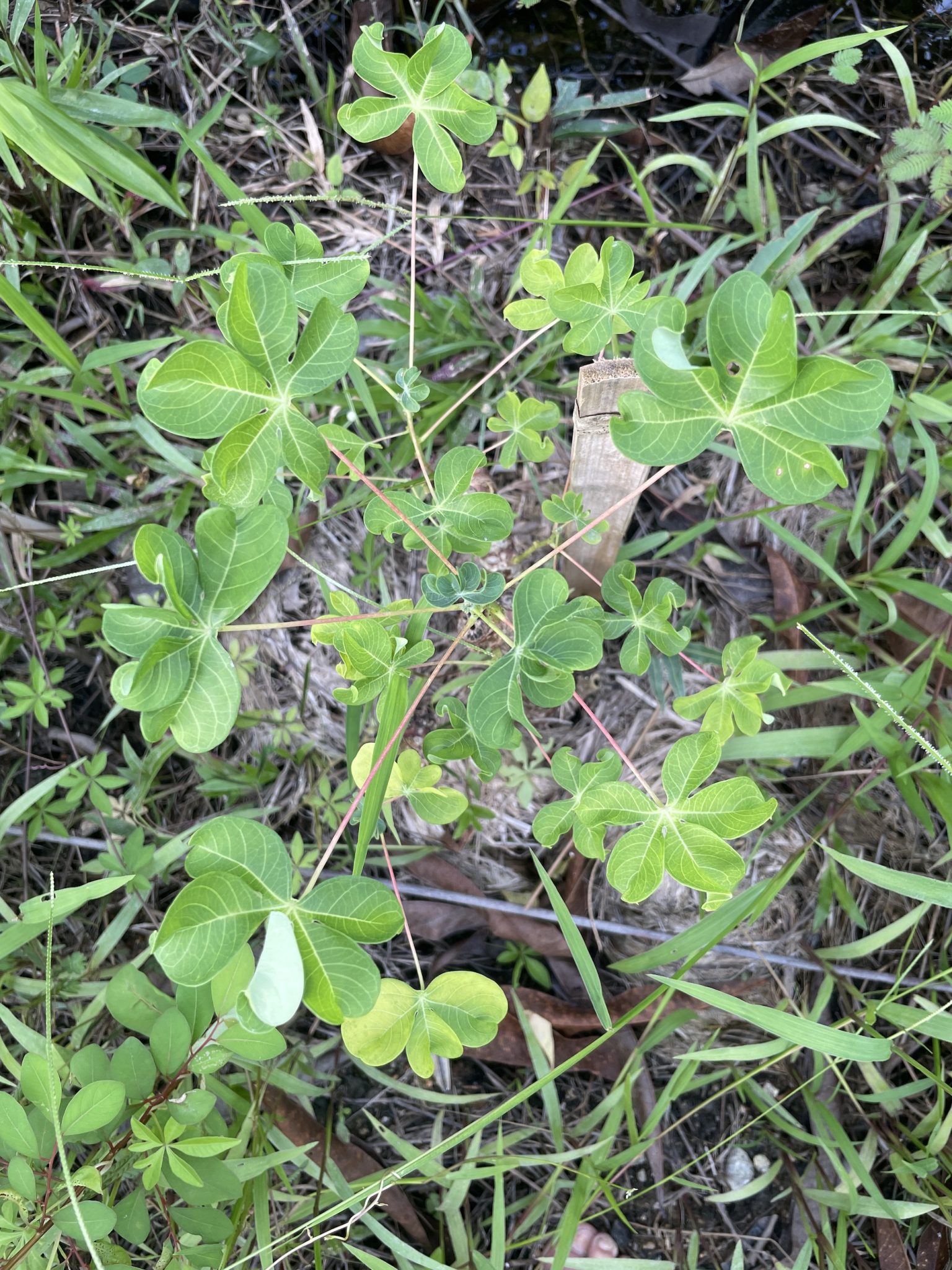 Curly Leaf Cassava (Manihot esculenta) – Project M.A.R.S.